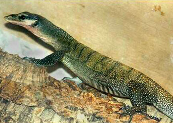 巨蜥科 Varanidae 蓝色动物学